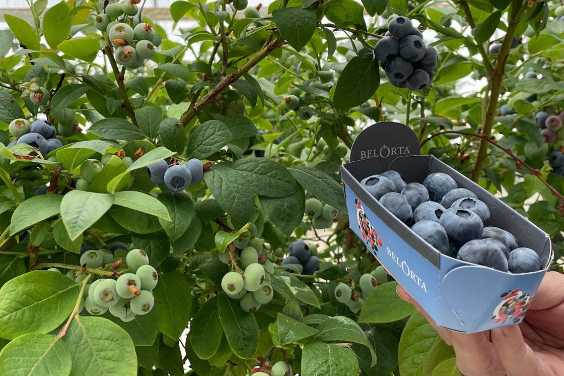 Belgian blueberries complete BelOrta’s berry offering | News | Fruitnet