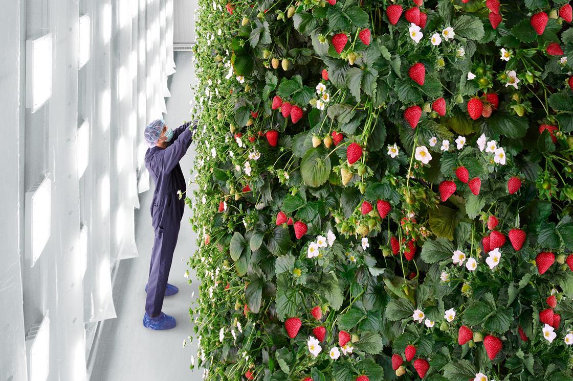 Vertical farm giant Plenty files for bankruptcy | News | Fruitnet