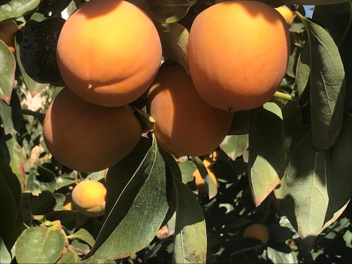 Spanish persimmons face realignment | News | Fruitnet