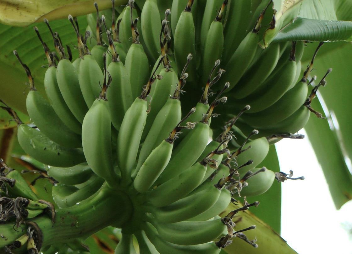 Tough times for Peruvian bananas | News | Fruitnet