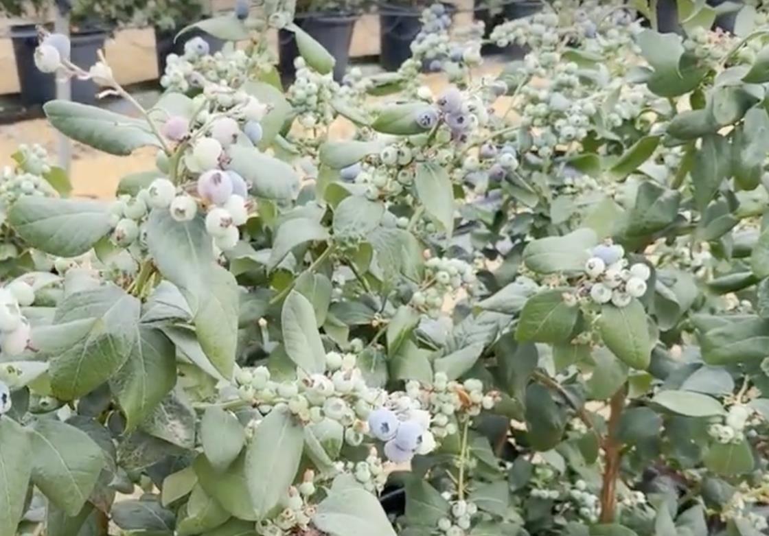 GPG evaluates latest blueberry genetics | News | Fruitnet