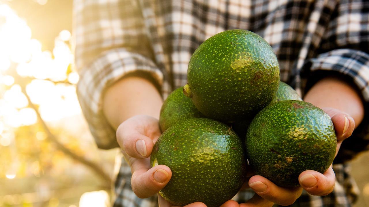 Peru: Export von Hass-Avocados nach Malaysia | Article | Fruitnet