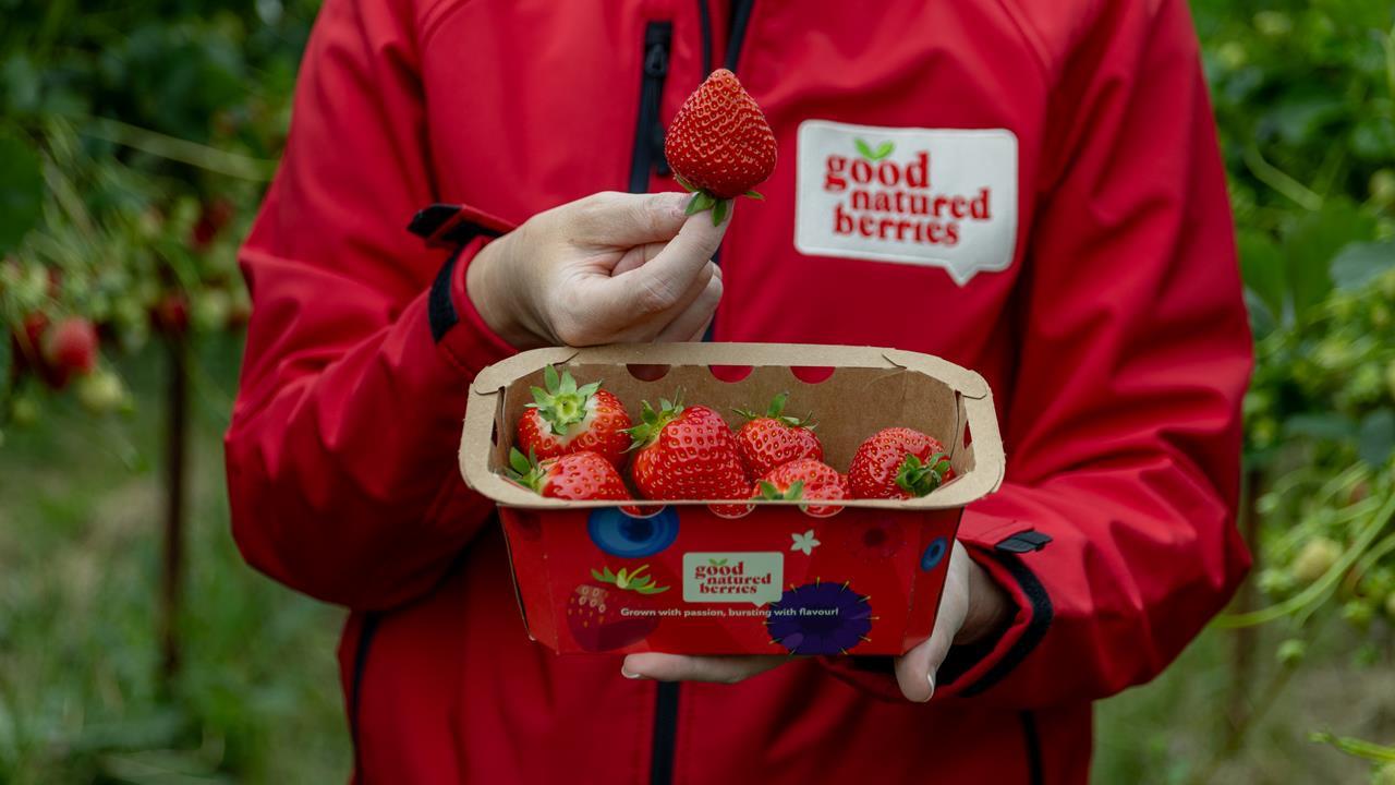 ‘Berries should be fun’: Angus Soft Fruits launches brand refresh ...