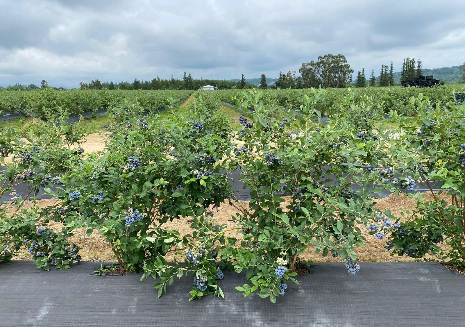 New association puts Georgian blueberries on the map | News | Fruitnet