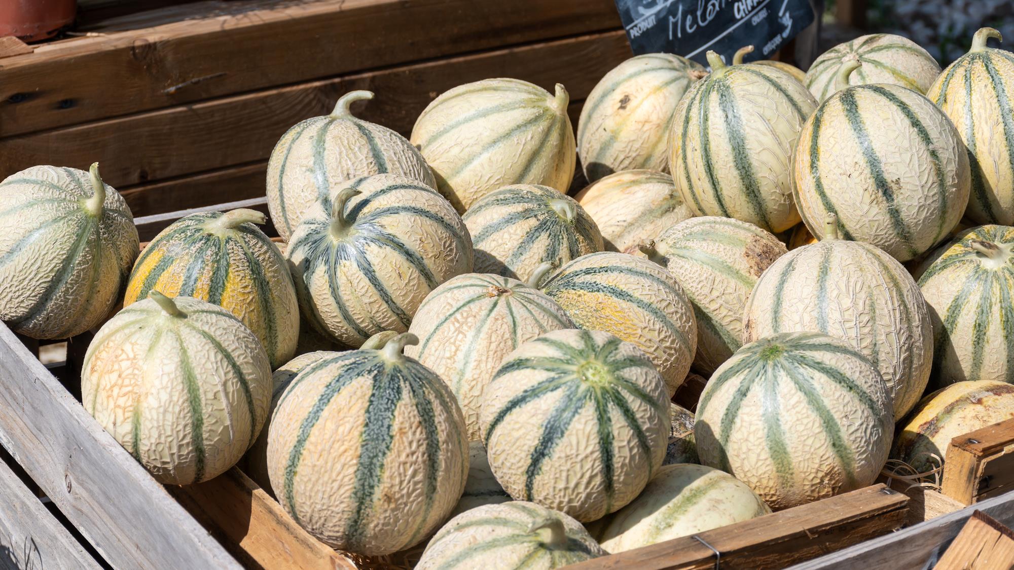 Spanish Charentais melon plantings continue to fall | News | Fruitnet
