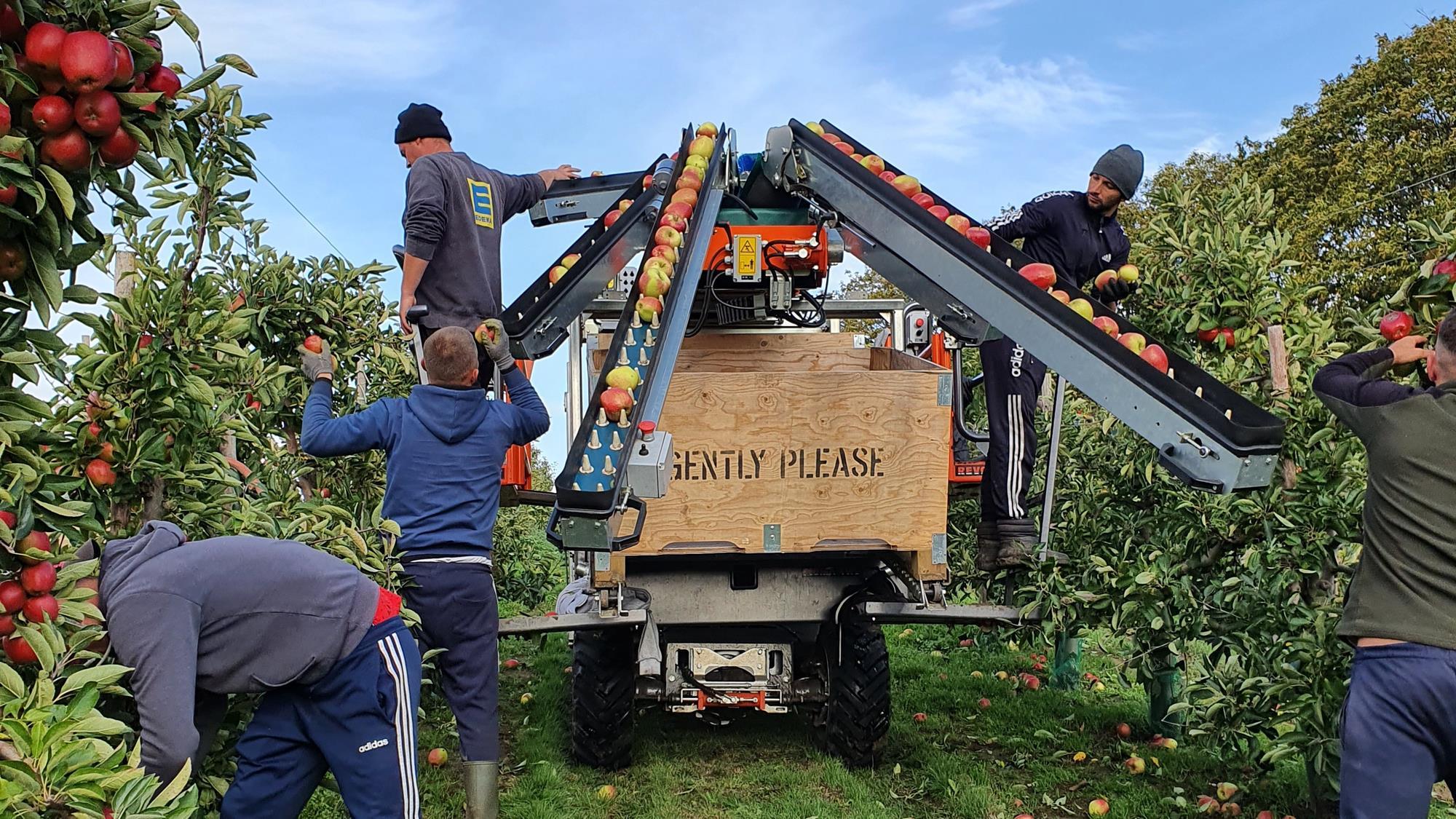 Adrian Scripps ‘expects to have enough labour’ for apple season ...