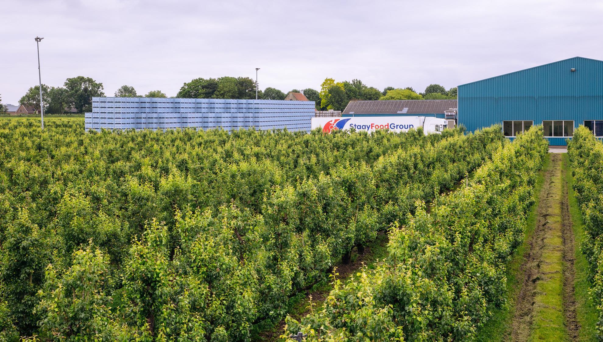 Niederlande: Westende Fruitteelt wird Teil der Staay Food Group ...