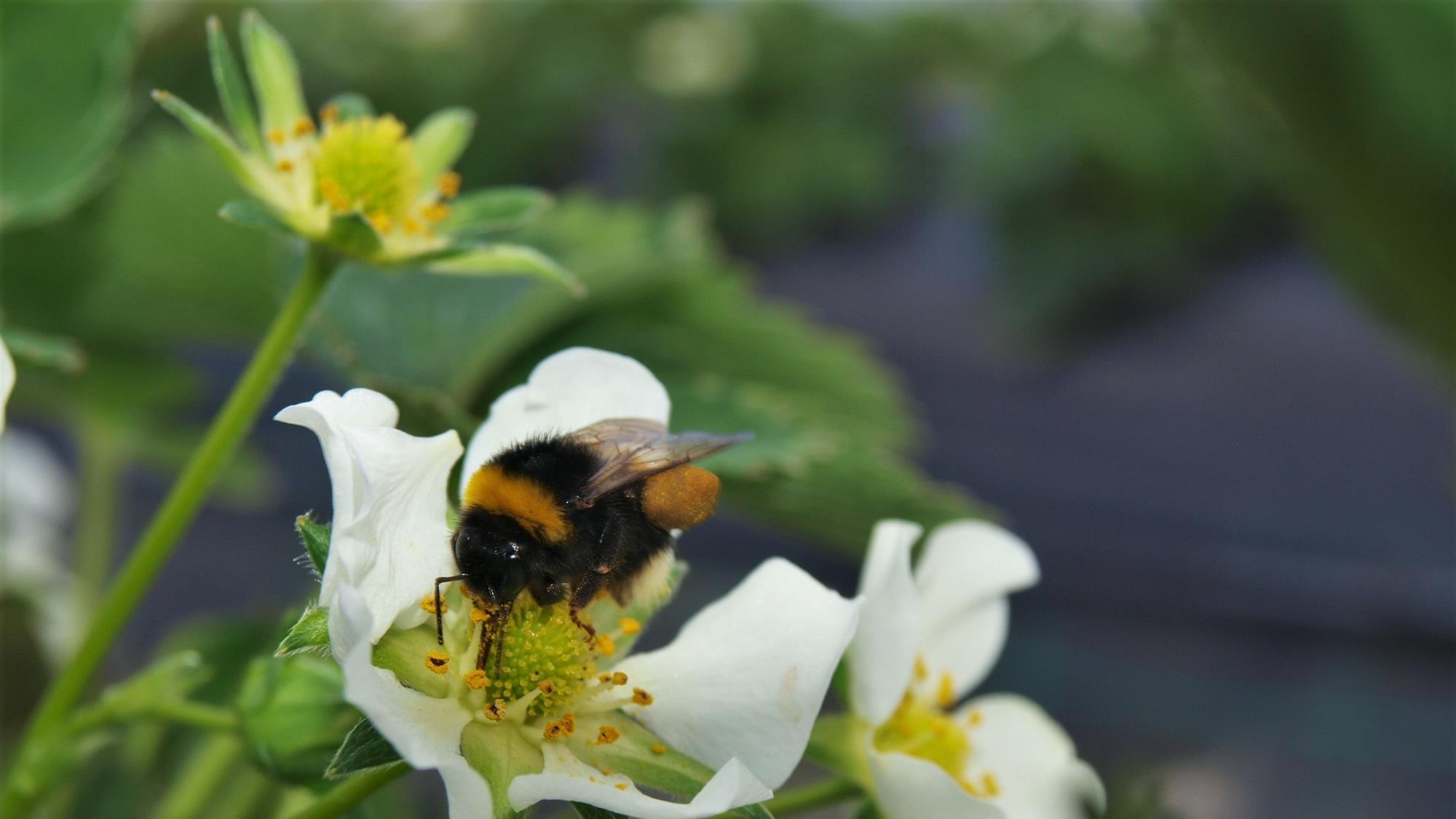 M&S rolls out AgriSound pollinator tech to 18 more farms | News | Fruitnet