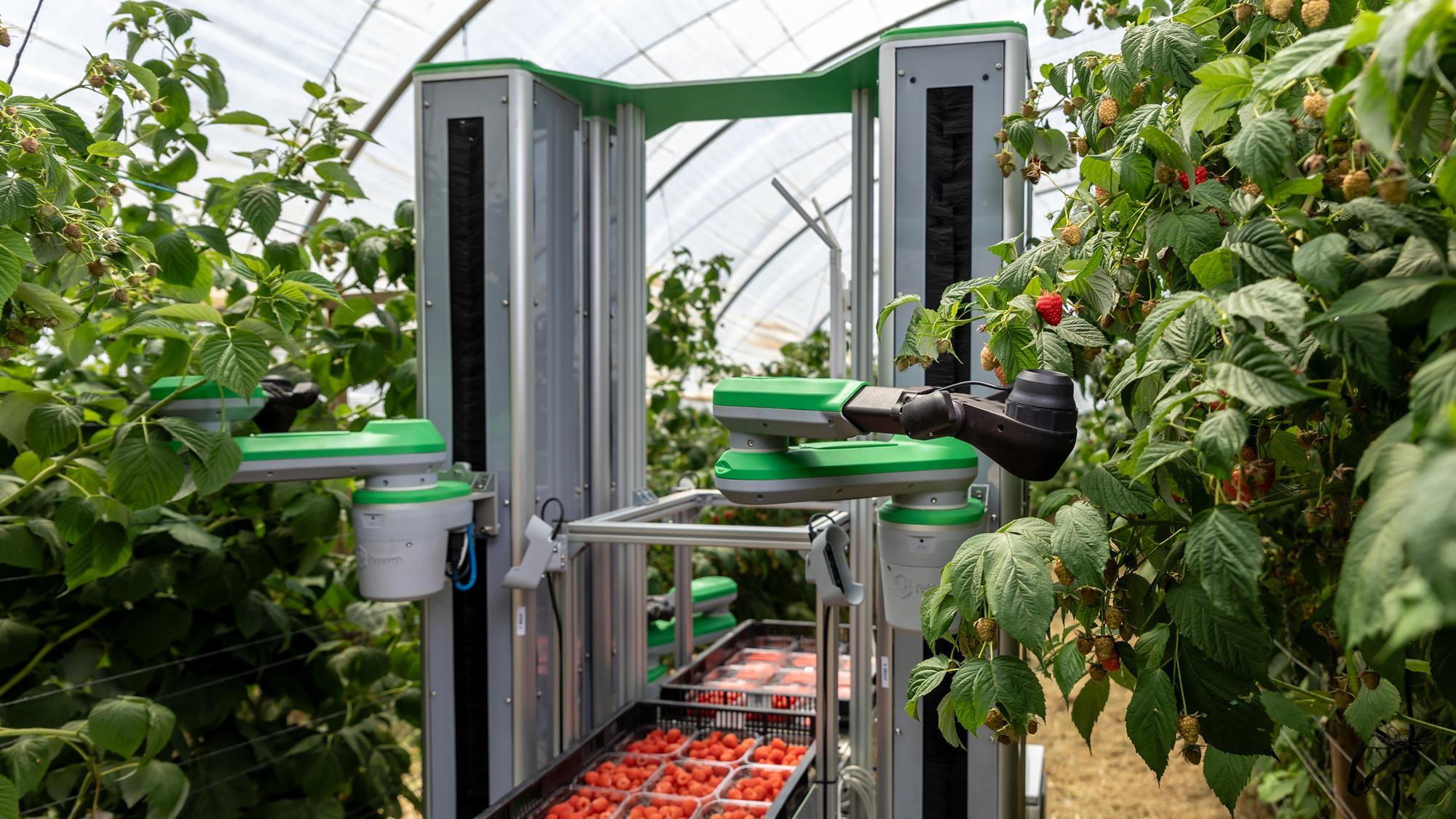 New raspberry harvesting bot works ‘at same speed and quality’ as ...