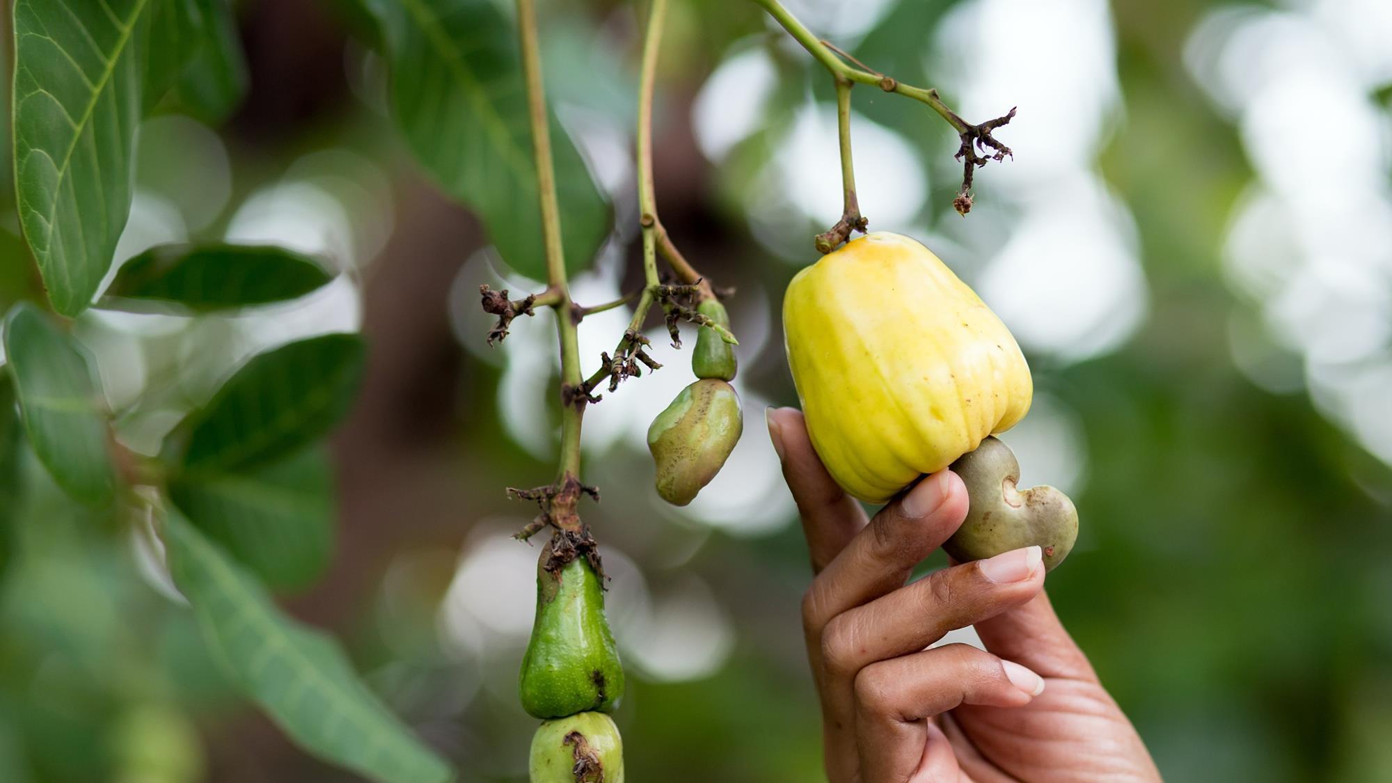 Niederlande: Supermarktkette Jumbo stellt auf nachhaltigere Cashews aus ...