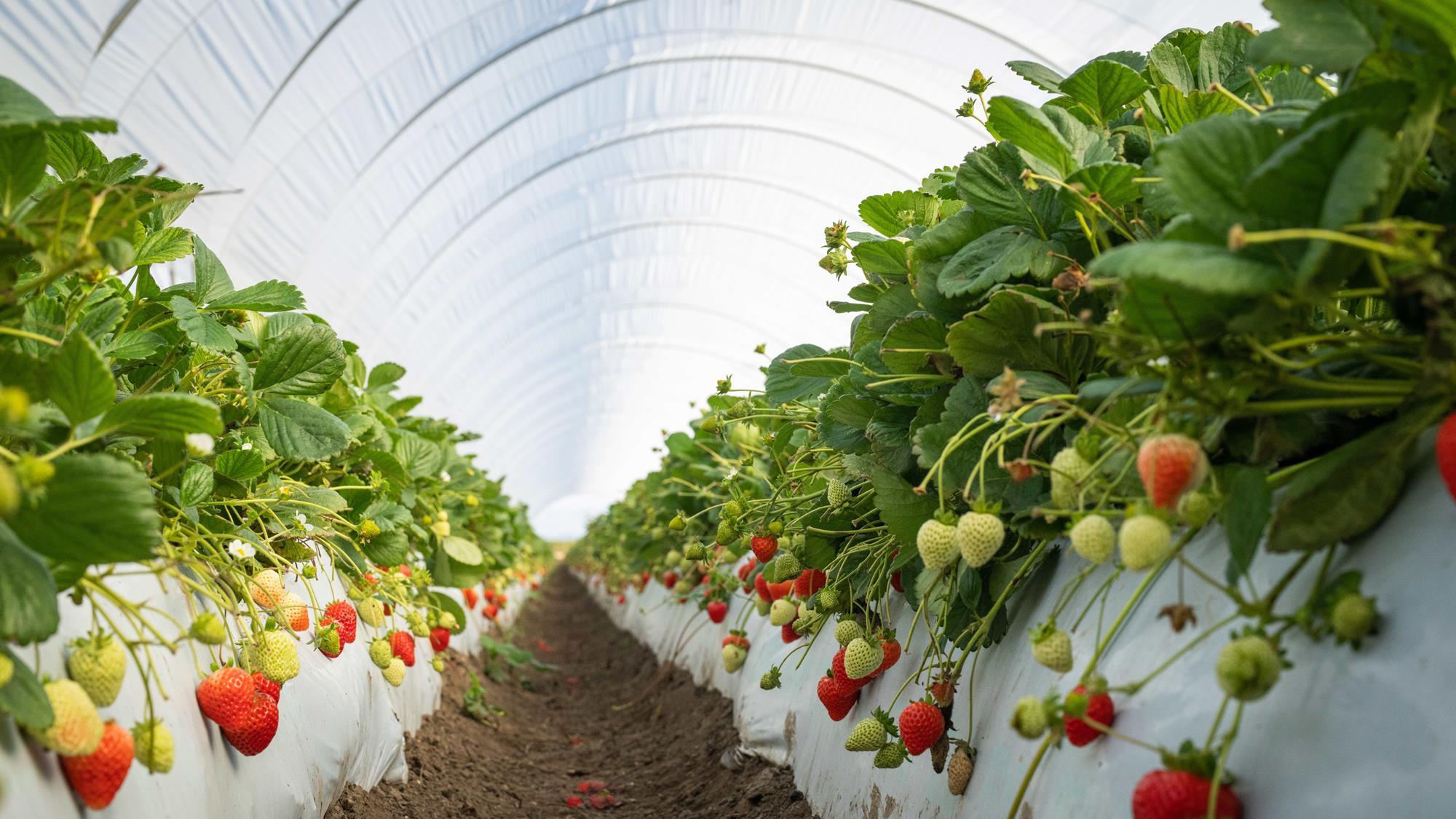 New strawberry varieties from UC Davis | News | Fruitnet