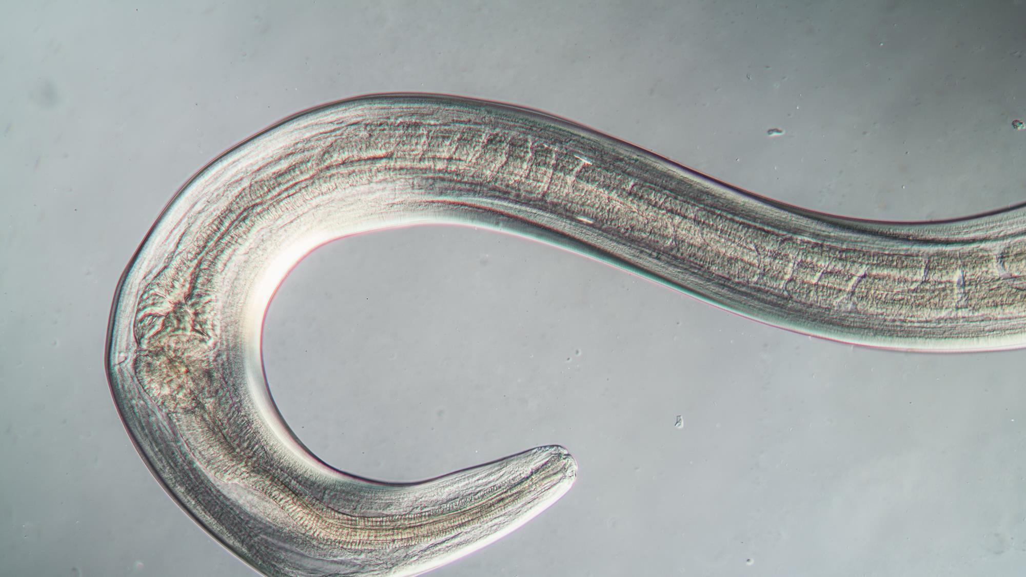 Beneficial nematodes ‘have major role in pest control fight’ | News ...