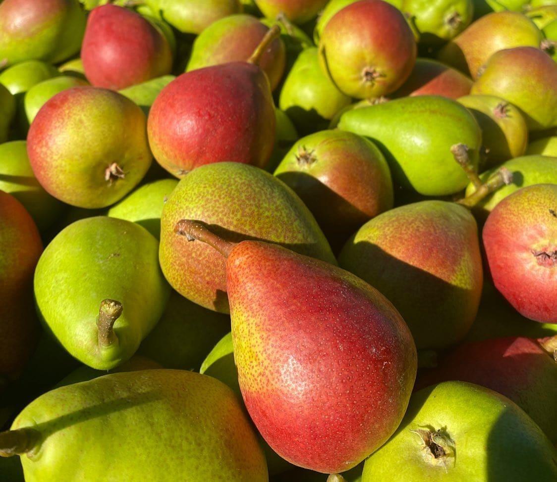 New project aims to boost quality of Norwegian pears | News | Fruitnet