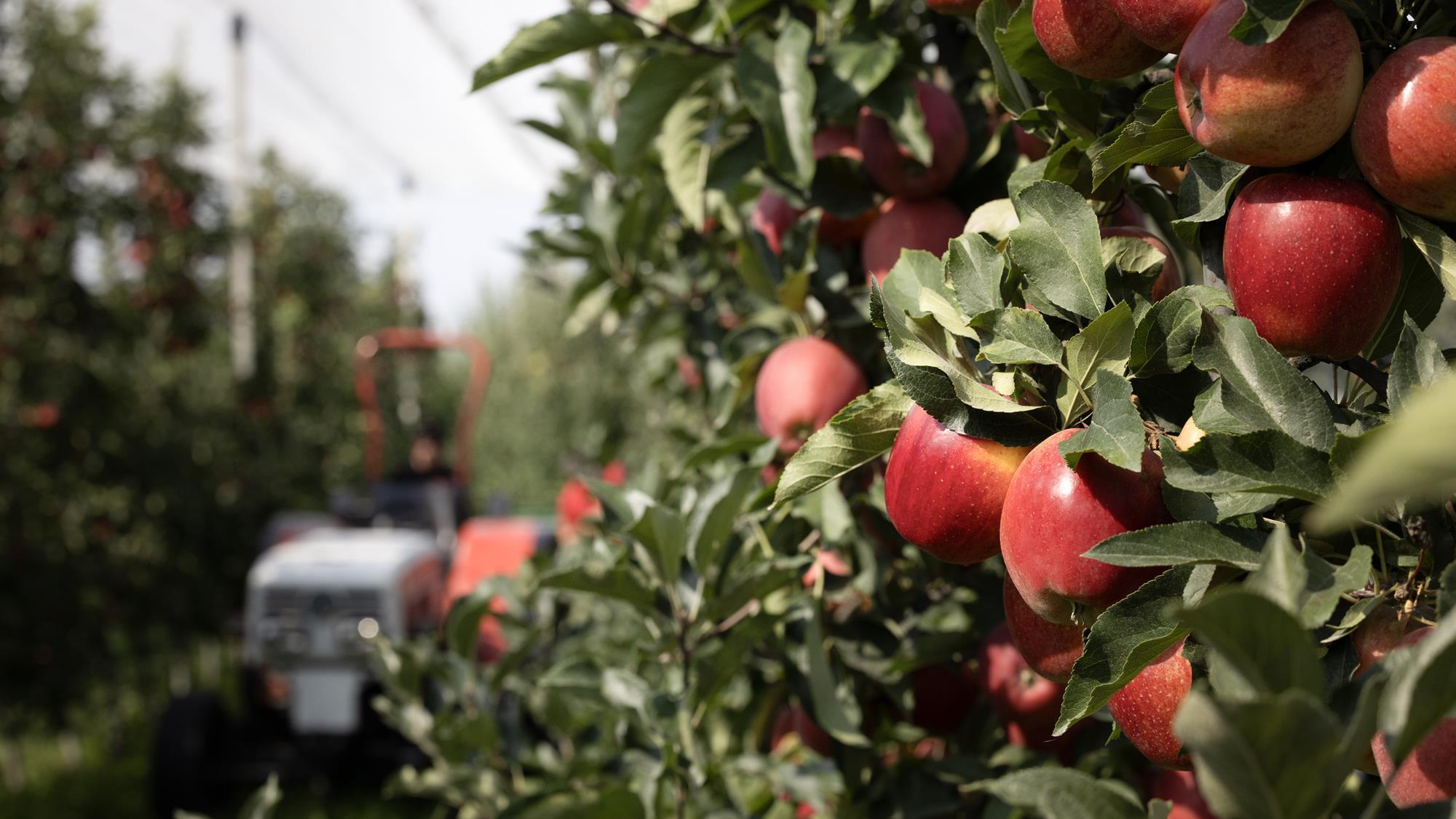 Organic farming: challenges and perspectives | Advertorial | Fruitnet