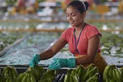 Banana industry news and analysis | Fruitnet.com