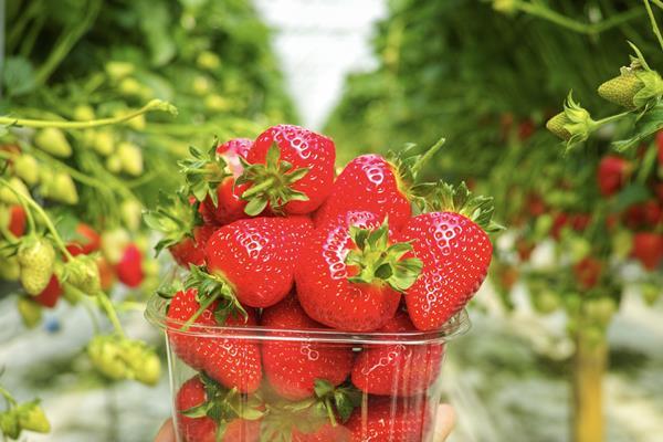 European strawberry production drops 13 per cent over decade despite €2 ...