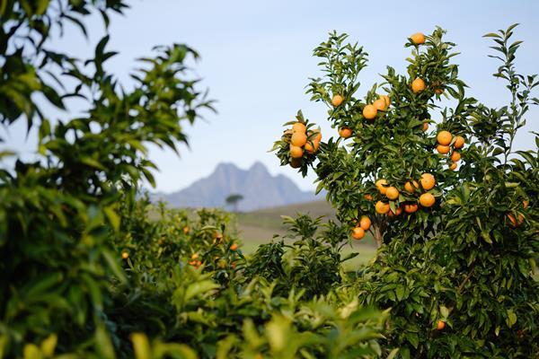 Big week ahead for South African citrus | News | Fruitnet