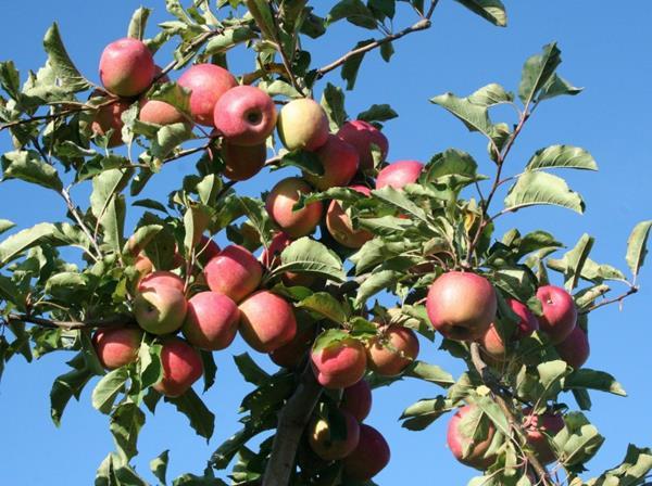 Pink Lady apples lay out ambitious plans for 2030 | News | Fruitnet