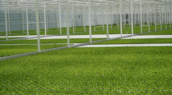 Topian seeks global partners to transform Saudi food production | News ...