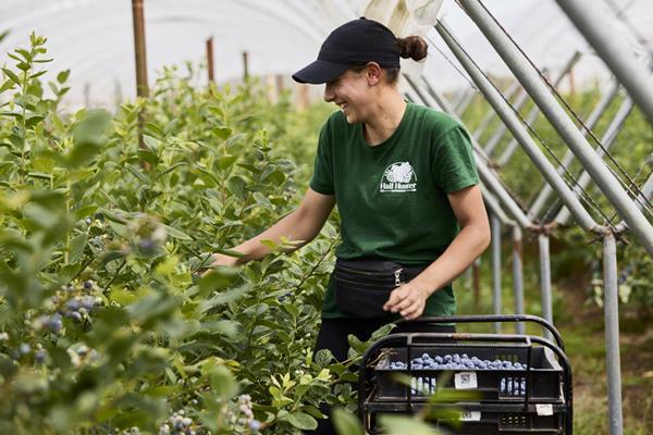 Hall Hunter kicks off British blueberry season | News | Fruitnet