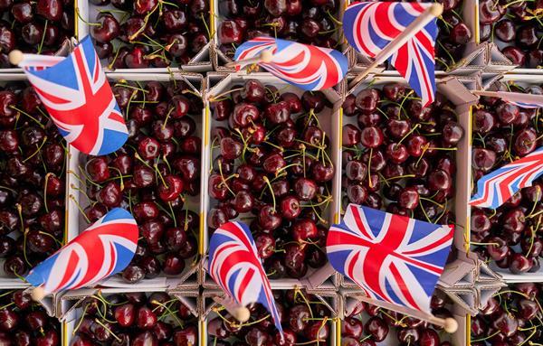 UK cherry harvest expected to reach 8,000 tonnes as Tesco commits to ...