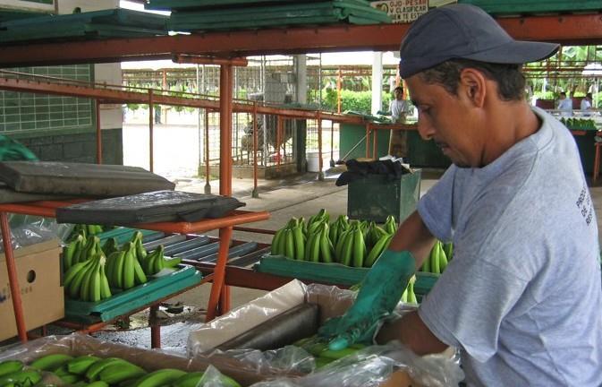 Ecuador welcomes global industry to Banana Time 2023 | News | Fruitnet