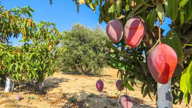 “Promising future” for Egyptian mangoes | Article | Fruitnet