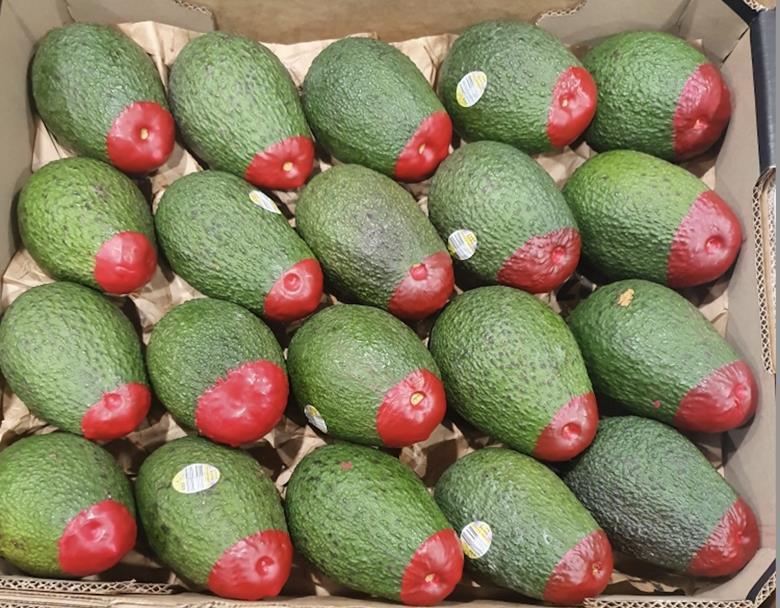 Ecoganic Red Tip avocados hit the market | Article | Fruitnet