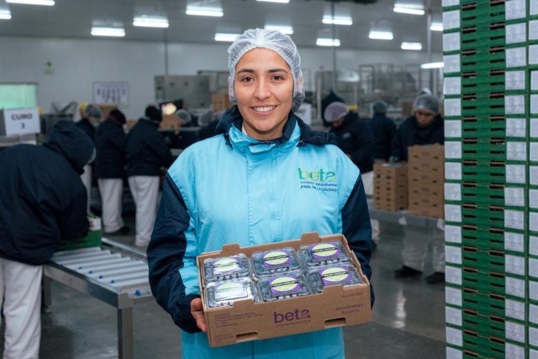 Peruvian exporter Beta Agroindustrial Complex begins blueberry ...