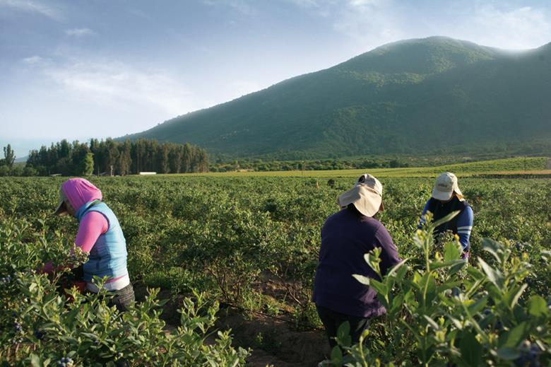 Varietal replacement gathers pace in Chilean blueberry sector | News ...