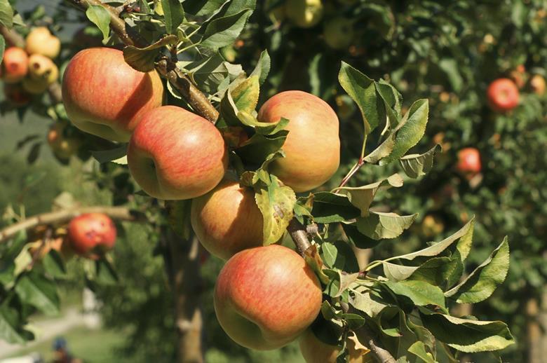 French apple growers embrace change | Features | Fruitnet