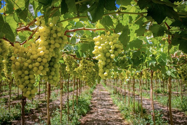 Peru overtakes Chile as world's leading table grape exporter - Rabobank ...
