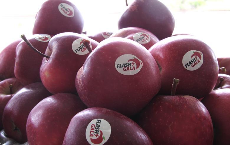 Bigbucks takes South African apple industry by storm | News | Fruitnet