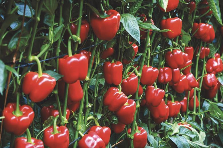 Syngenta develops positive pepper properties | Article | Fruitnet