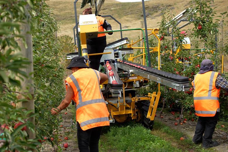 New Zealand apple and pear harvest gets underway | News | Fruitnet