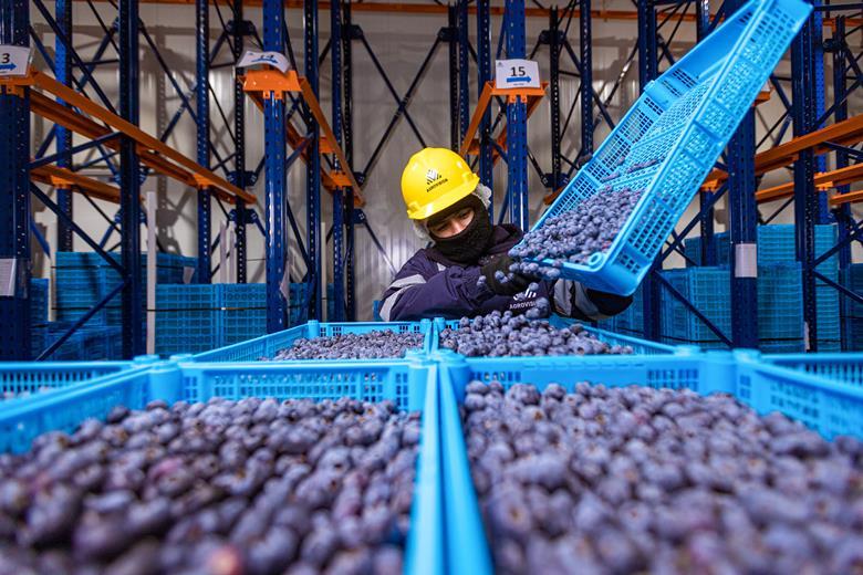 Comment: Fruitist is on the verge of something berry big | Comment ...